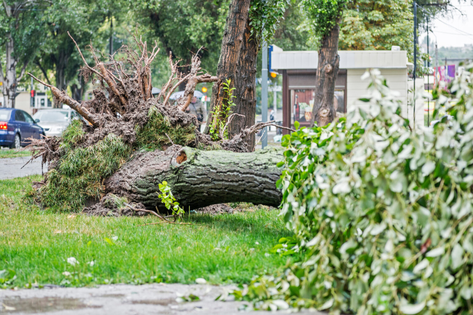 Root of the Problem: What Causes Trees To Fall - Alpine Intel