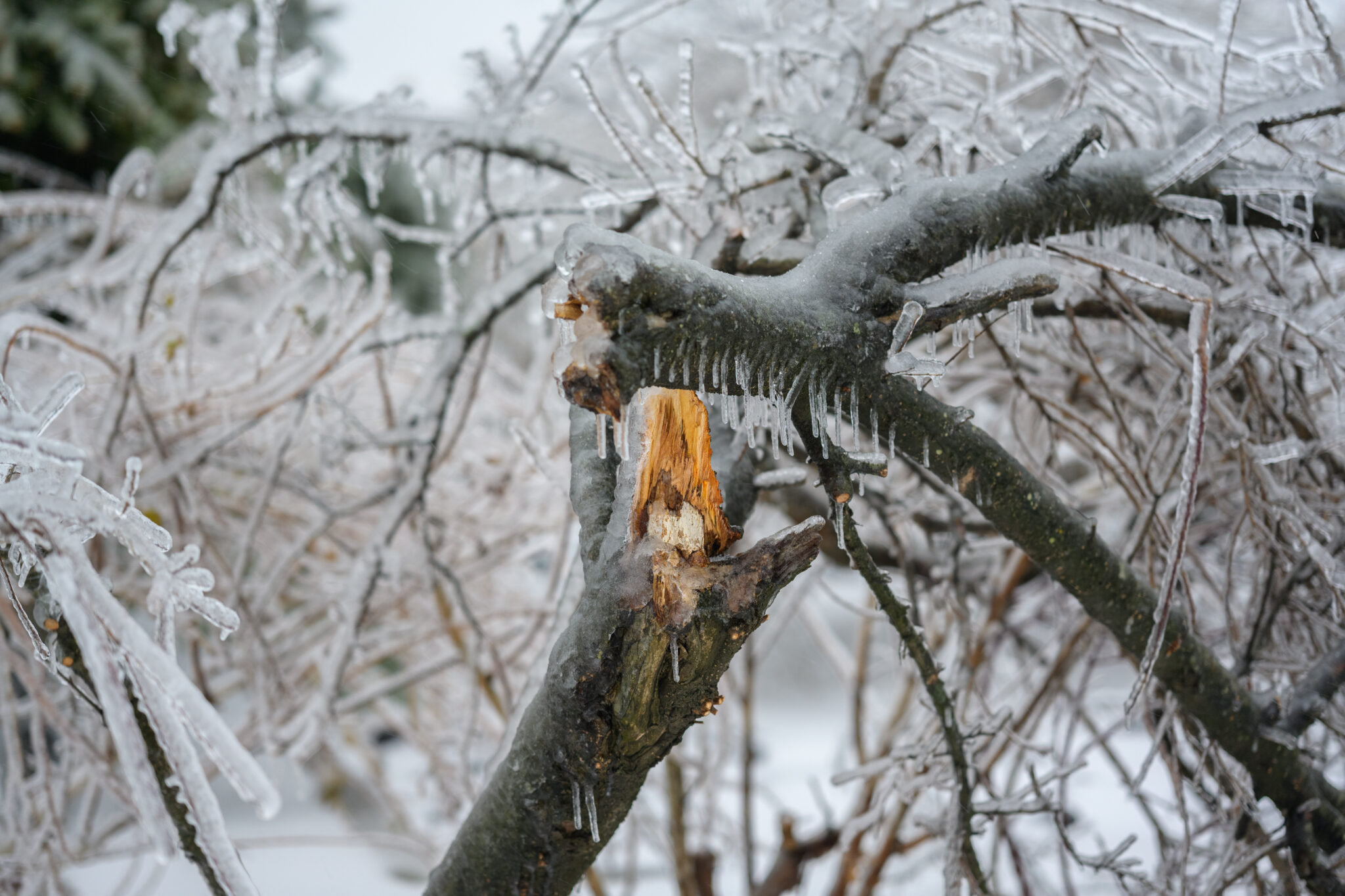 Weighing the Effects of Ice and Snow on Tree Branches - Alpine Intel
